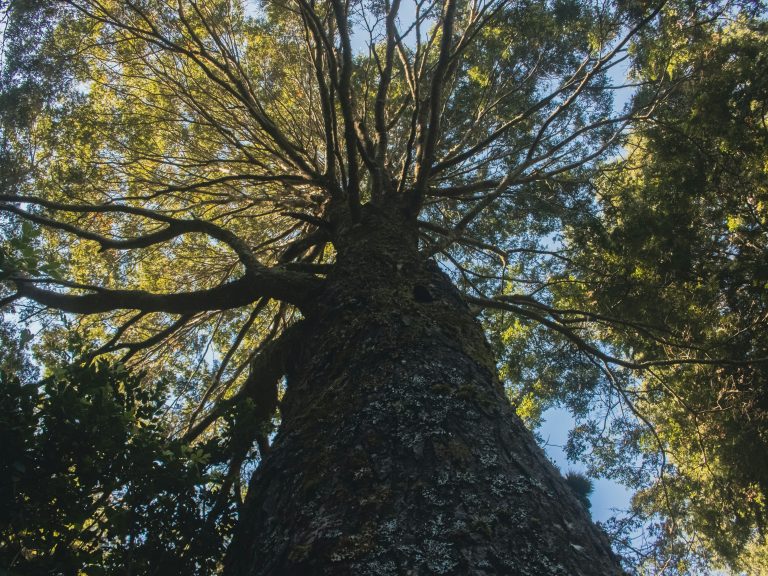 PAN-Tribal Asset Management | Australian Funds Management